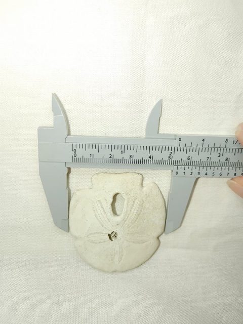 Encope tamiamiensis #4 | Fossils for Sale