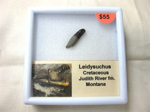 Leidyosuchus Tooth #2 | Fossils for Sale