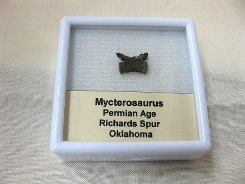 Mycterosaurus longiceps Vertebrae #3 | Fossils for Sale