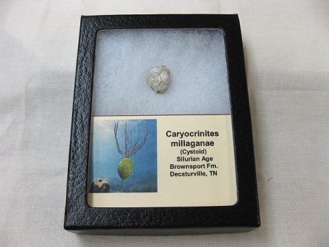 Caryocrinites Cystoid #5 | Fossils for Sale