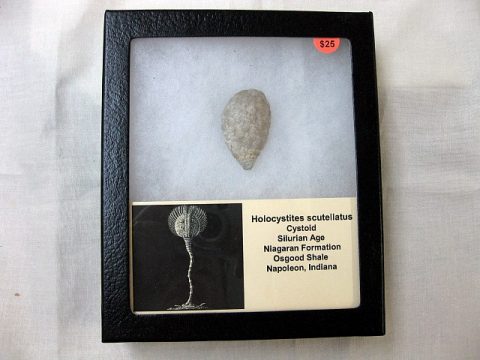 Holocystites Cystoid #7 | Fossils for Sale