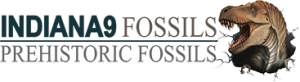 Fossils for Sale at PrehistoricFossils.com
