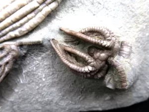 Mississippian Indiana Crawfordsville Crinoid 101c for sale