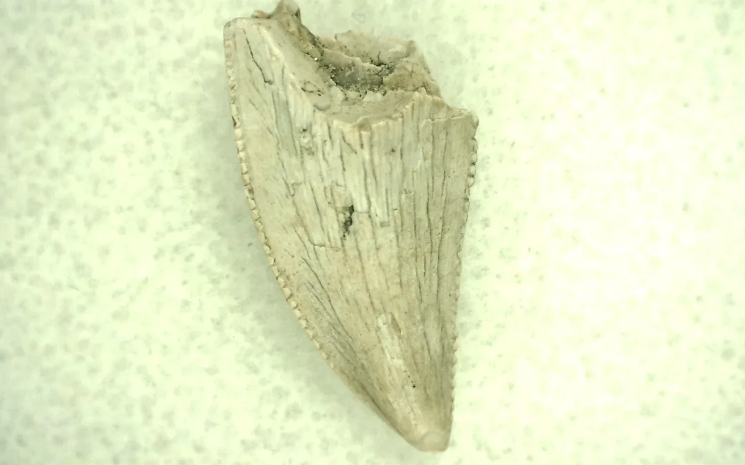 Madagascar Majungasaurus Dinosaur Tooth 16a for sale