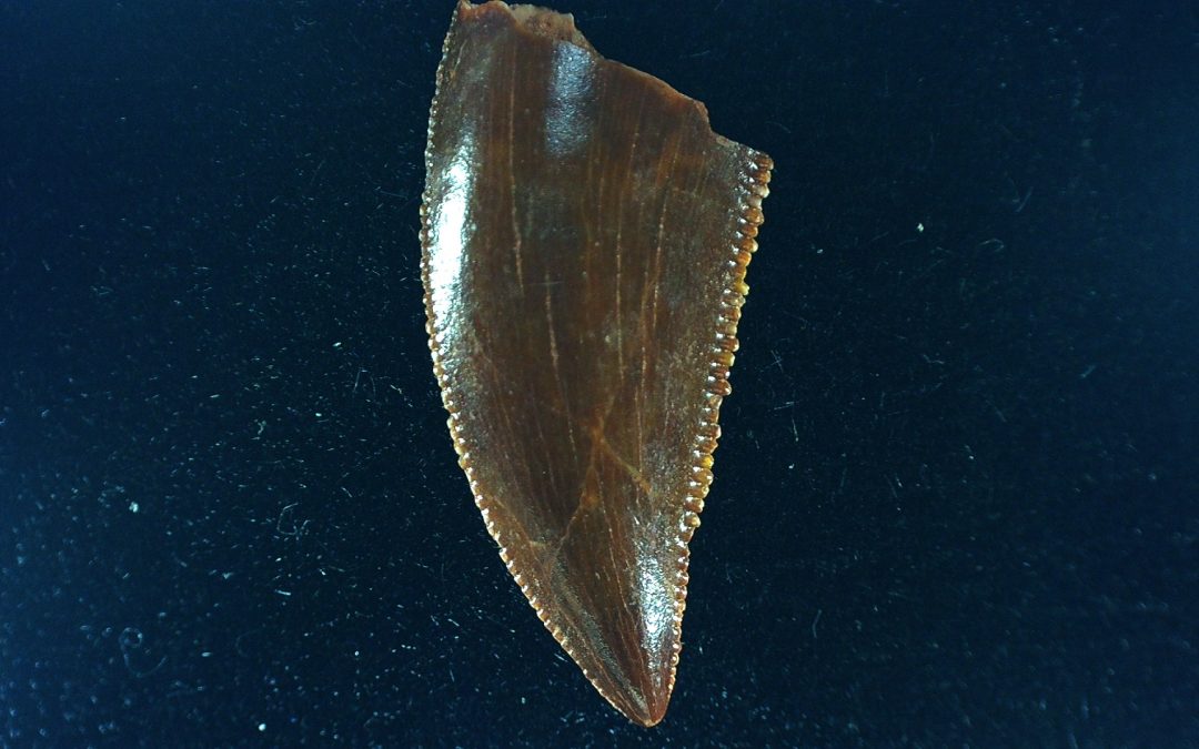 Morocco Cretaceous Raptor Dinosaur Tooth 59a for sale