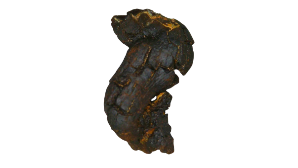 Turtle Coprolite (Poop) Cretaceous Age from Madagascar