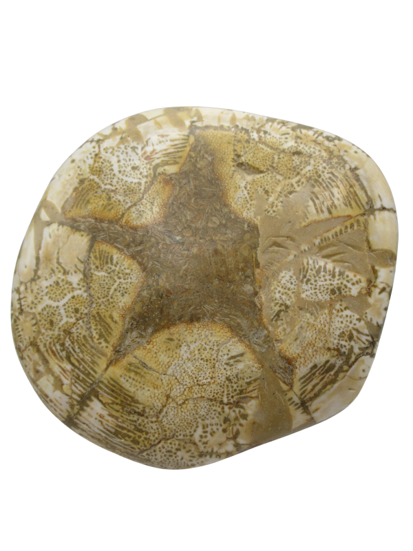 Clypeaster Miocene Age Echinoid from Morocco