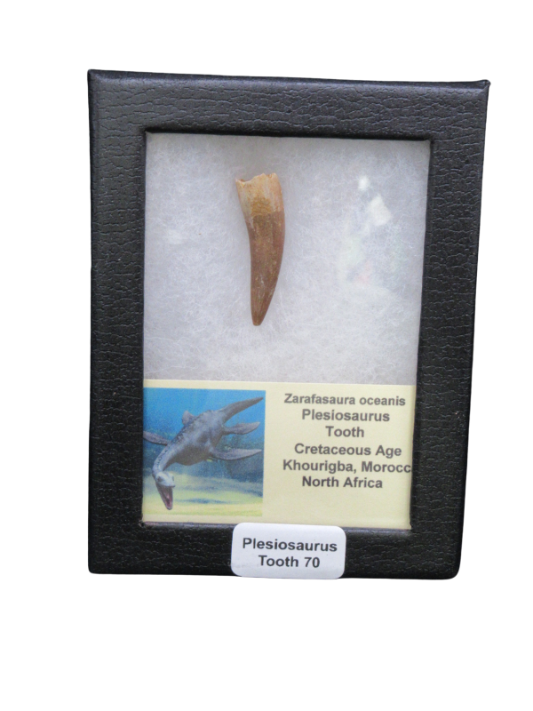 Plesiosaurus Tooth (Zarafasaura?) Swimming Reptile